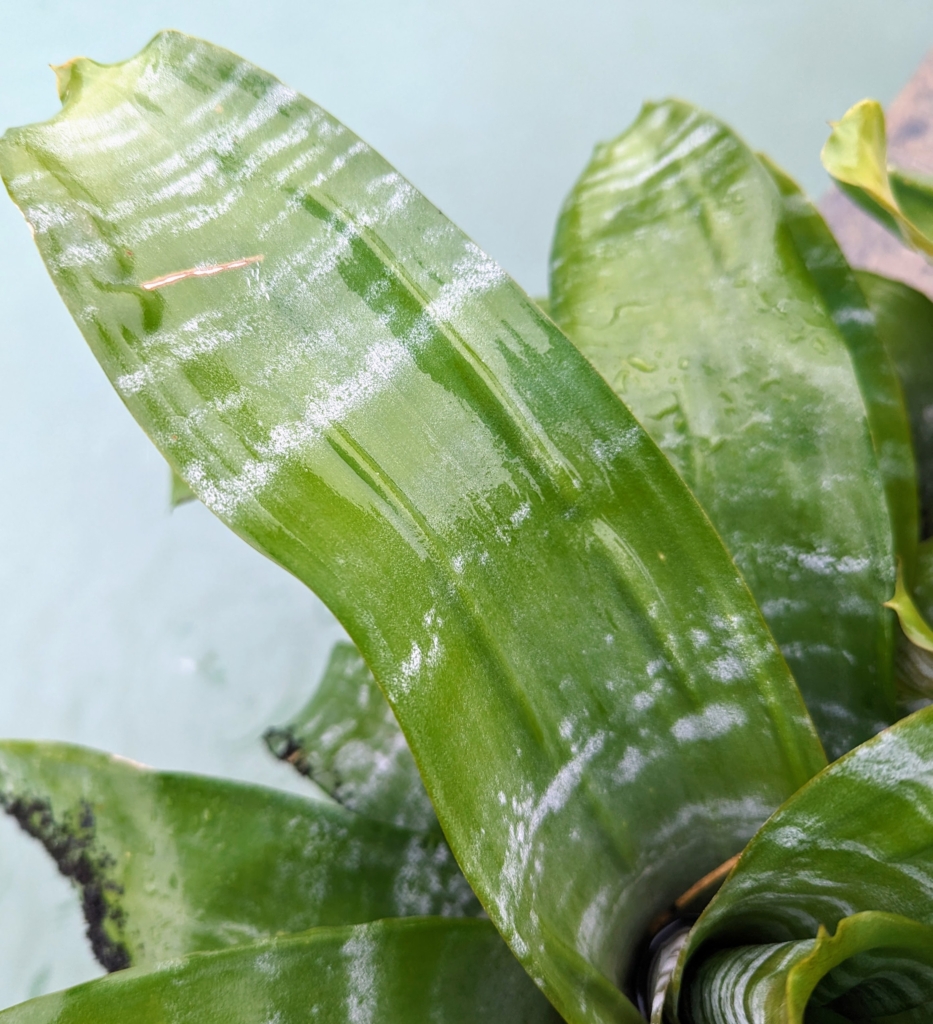 Planting Bromeliads in Containers Around My Pool - The Martha Stewart Blog