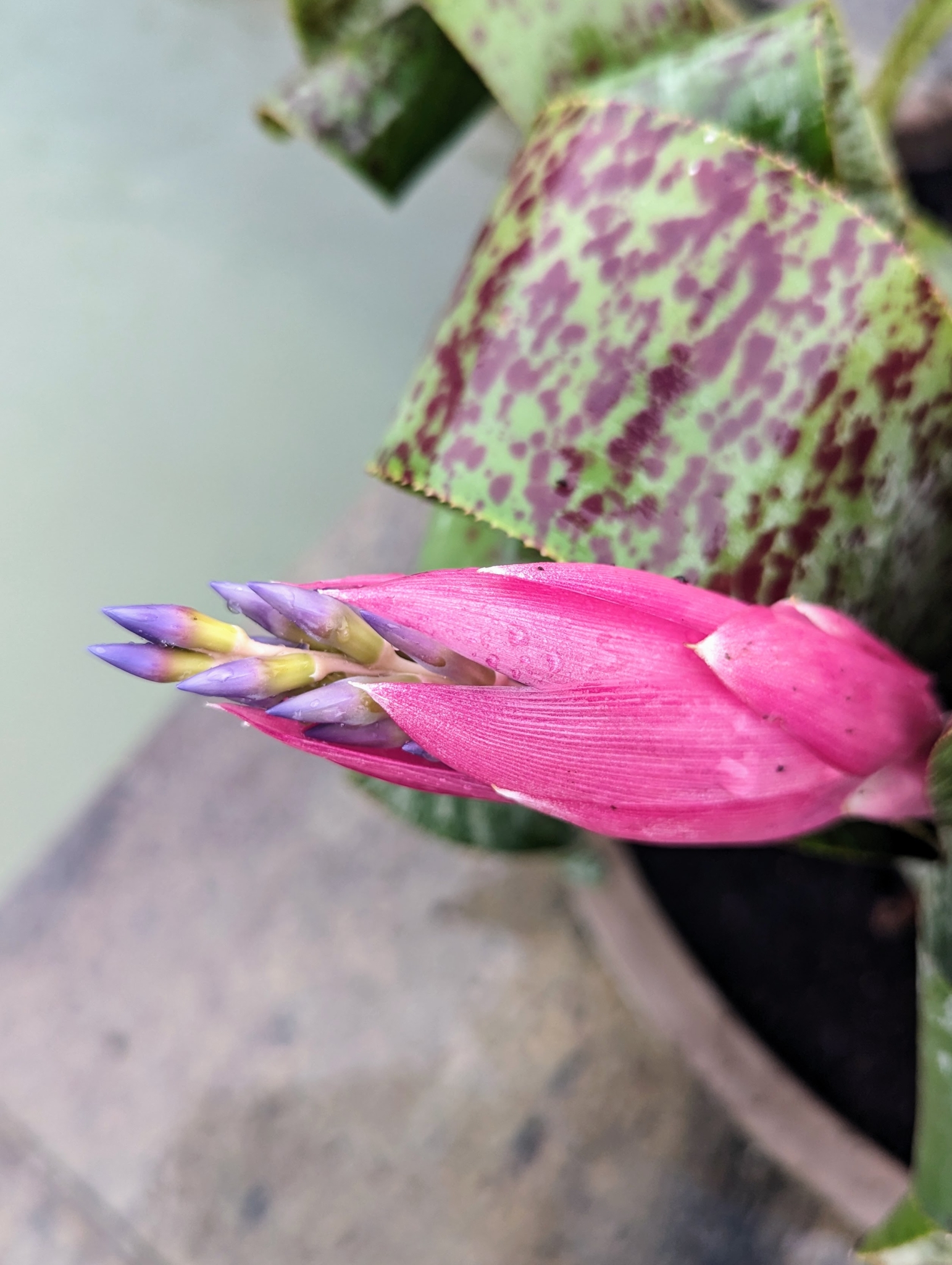 Planting Bromeliads in Containers Around My Pool - The Martha Stewart Blog