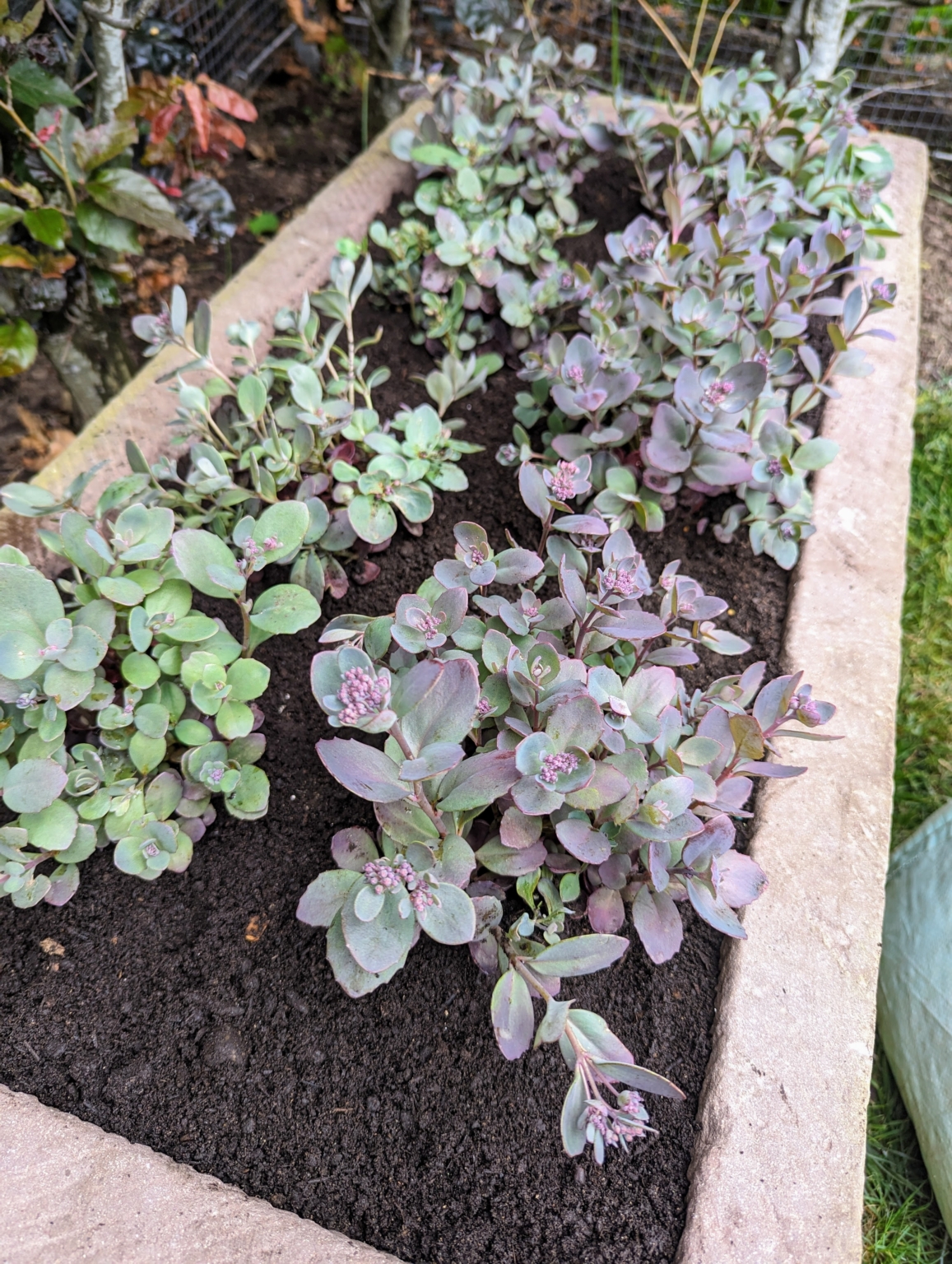 Planting Sedum, Hens and Chicks Near My Pool - The Martha Stewart Blog