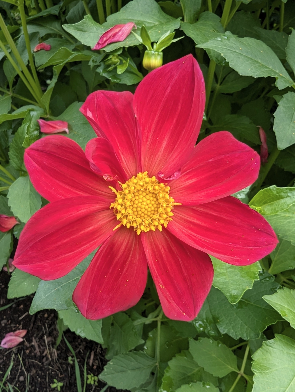 The Martha Stewart Blog : Blog Archive The First Dahlias of the Season ...