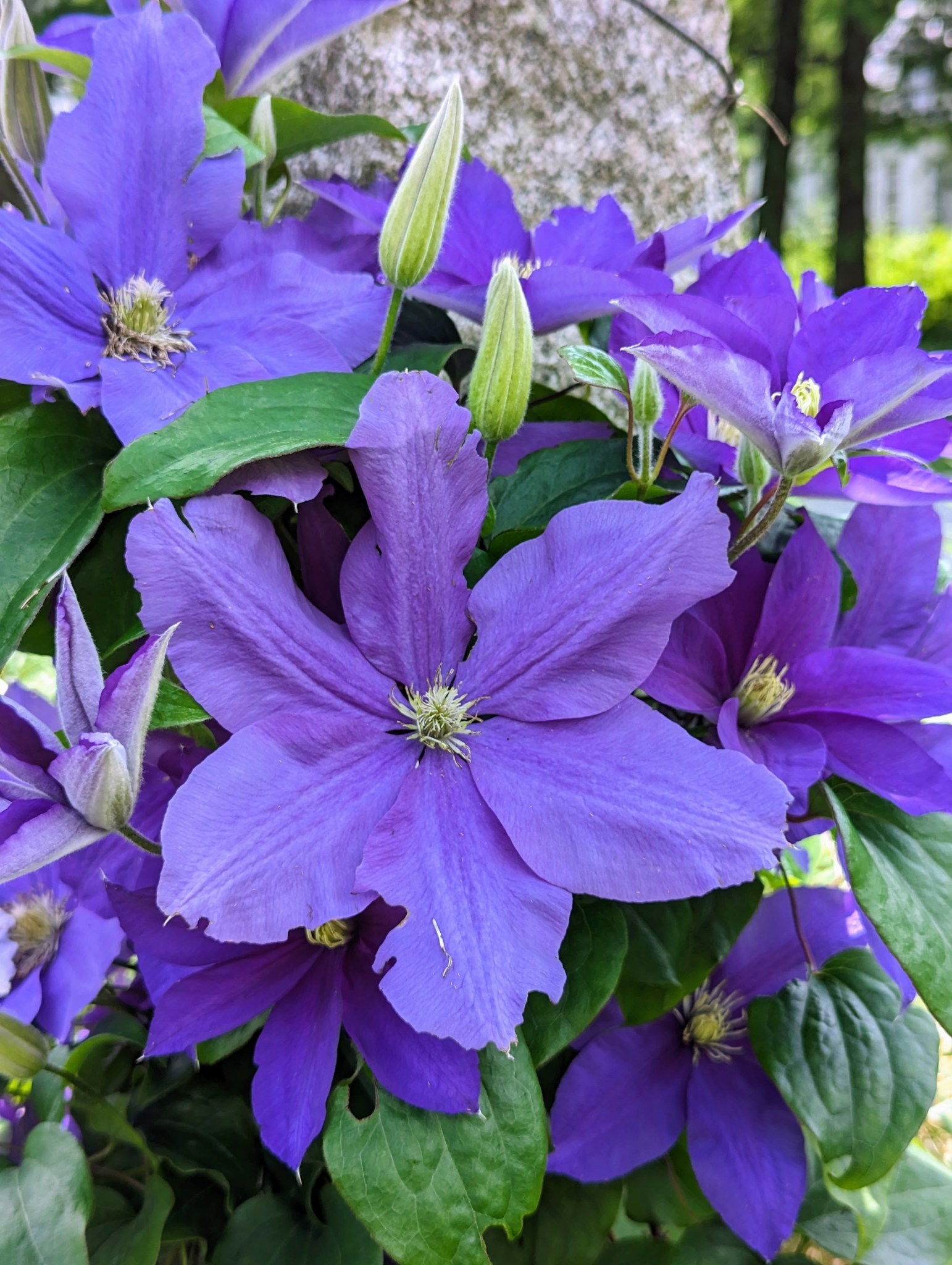 My Blooming Clematis Vines - The Martha Stewart Blog