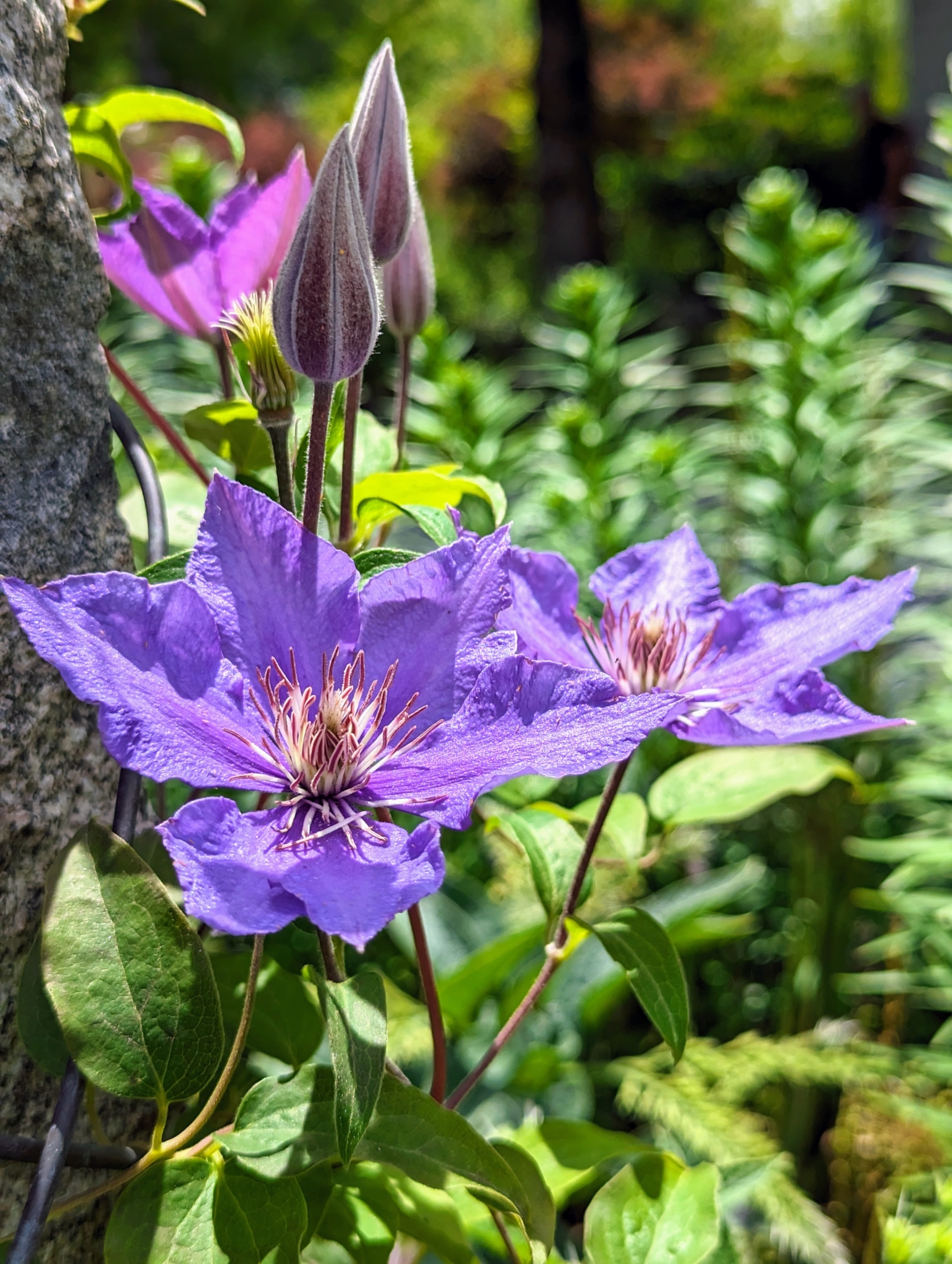 My Blooming Clematis Vines - The Martha Stewart Blog