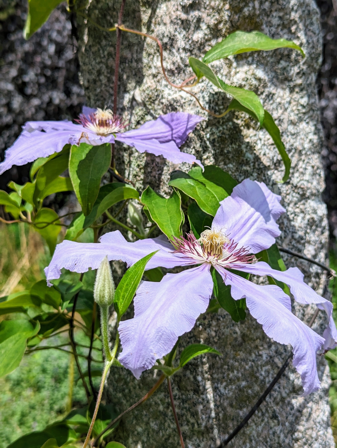 My Blooming Clematis Vines - The Martha Stewart Blog