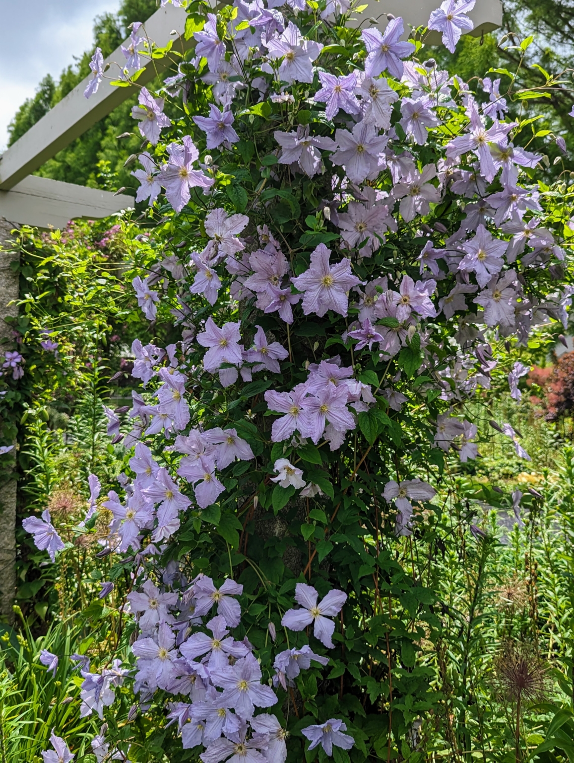 My Blooming Clematis Vines - The Martha Stewart Blog