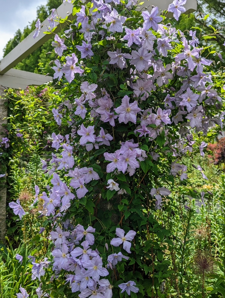 My Blooming Clematis Vines - The Martha Stewart Blog