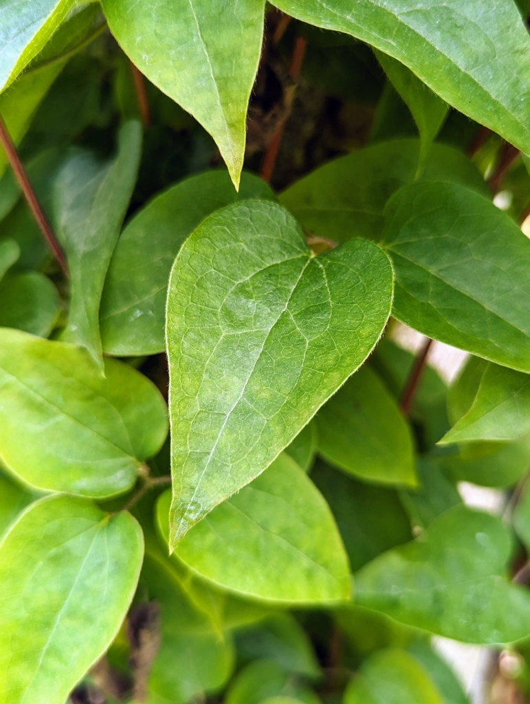 The Martha Stewart Blog : Blog Archive My Blooming Clematis Vines - The ...