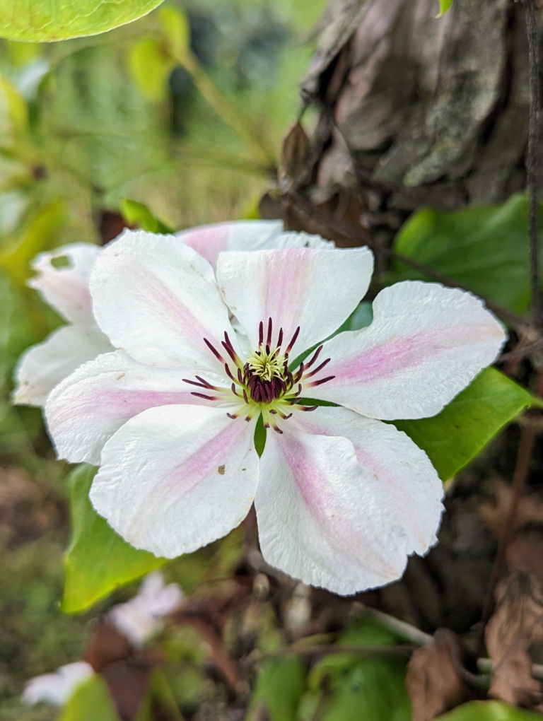 My Blooming Clematis Vines - The Martha Stewart Blog