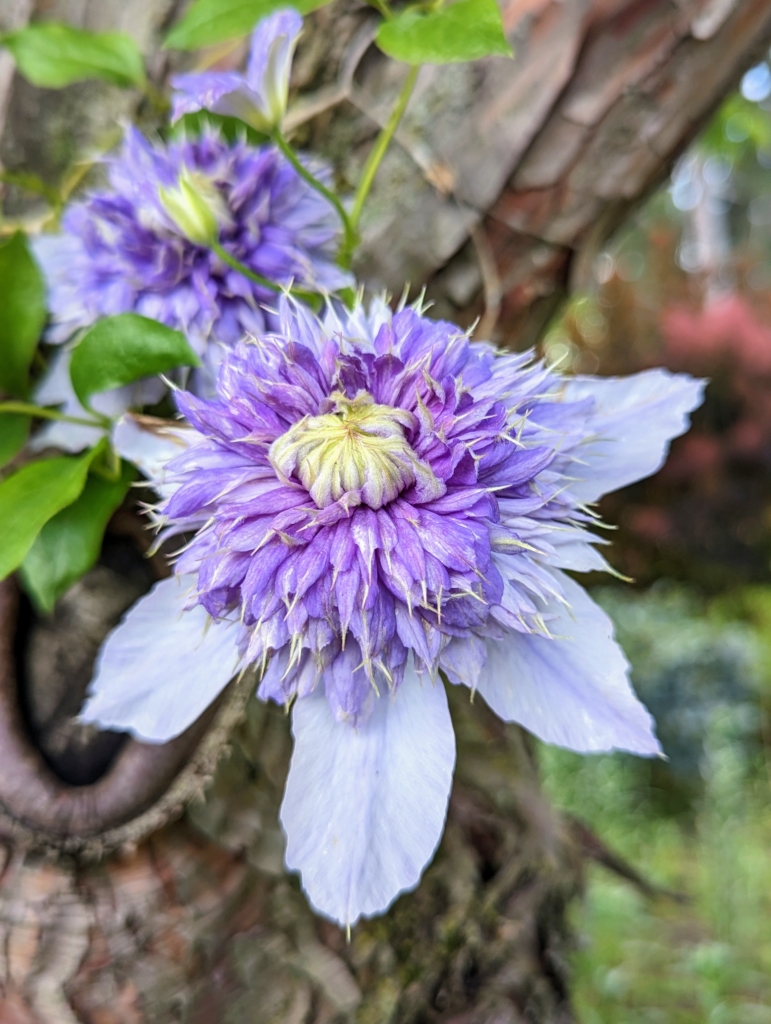 My Blooming Clematis Vines - The Martha Stewart Blog