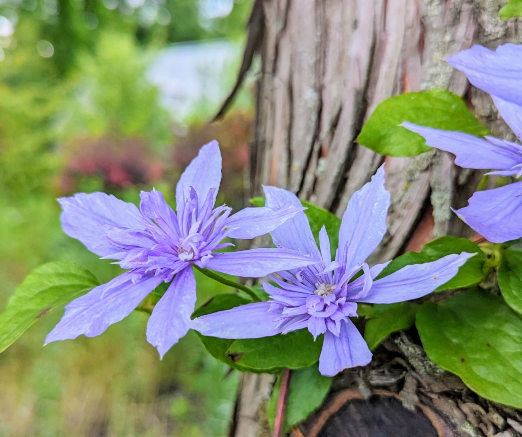 My Blooming Clematis Vines - The Martha Stewart Blog