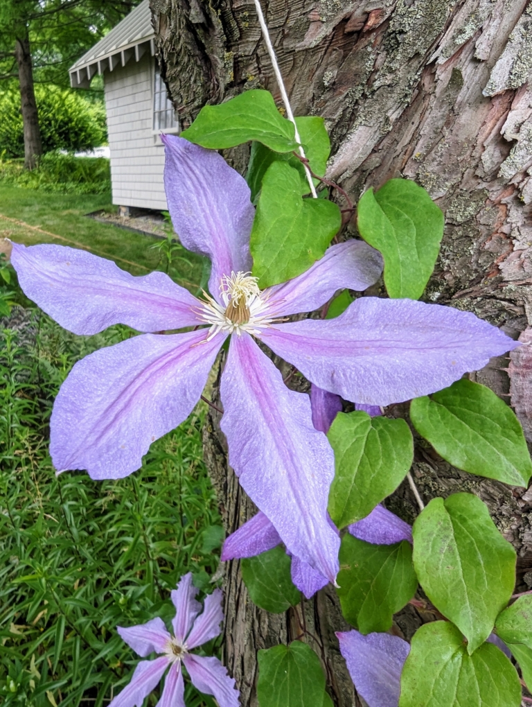 My Blooming Clematis Vines - The Martha Stewart Blog