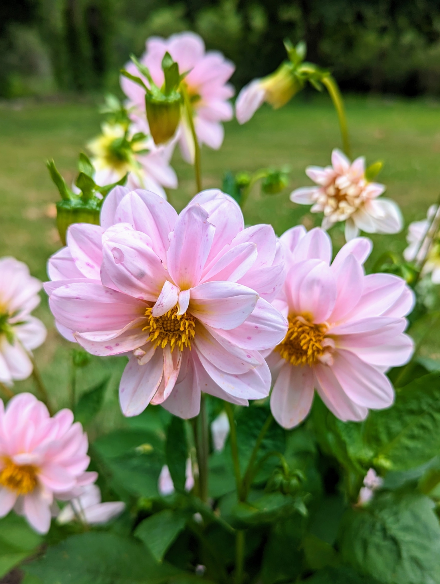 The Martha Stewart Blog : Blog Archive The First Dahlias of the Season ...