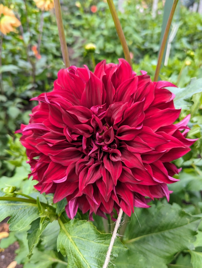The Martha Stewart Blog : Blog Archive The First Dahlias of the Season ...