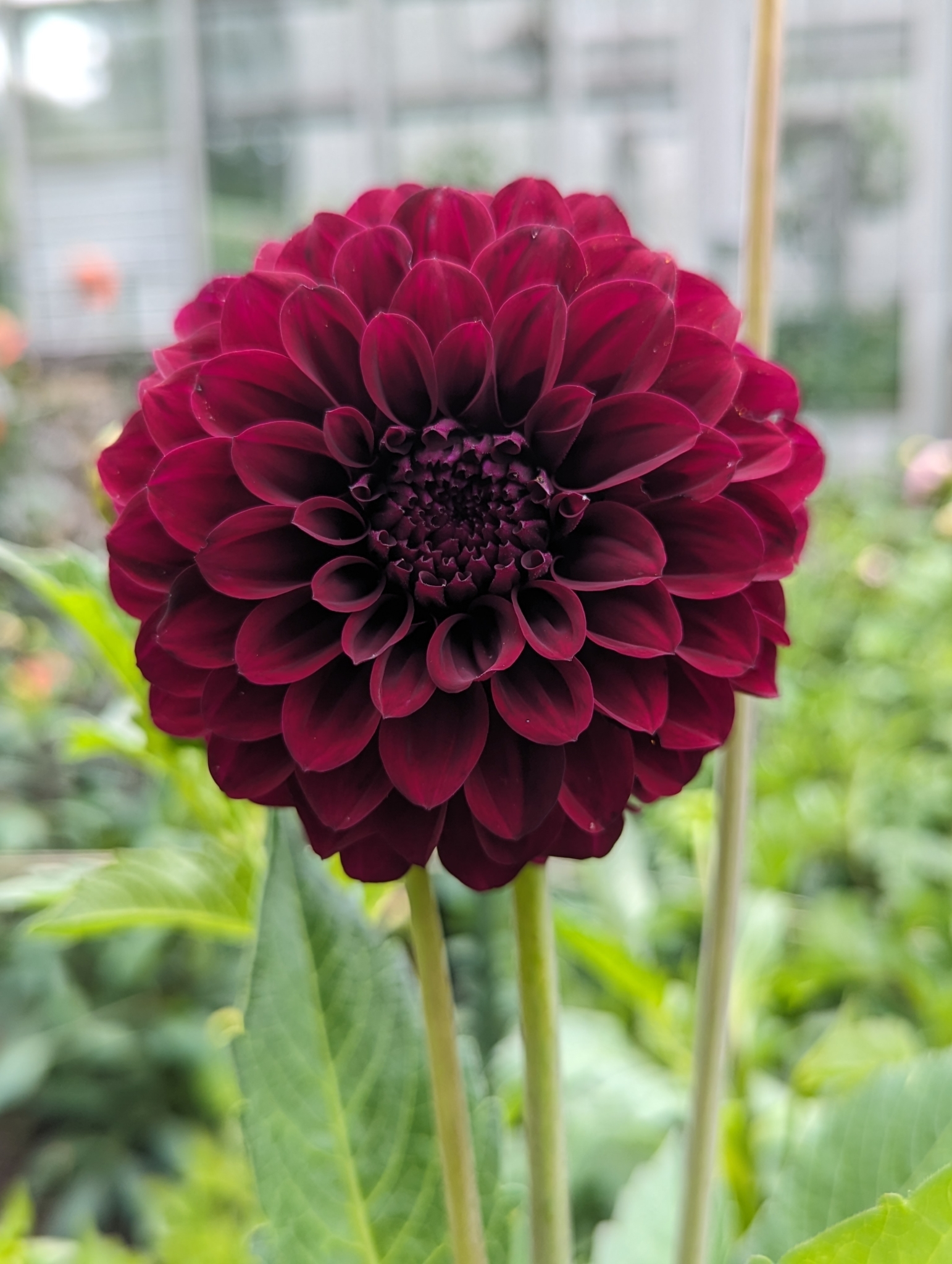 The First Dahlias of the Season are Blooming - The Martha Stewart Blog