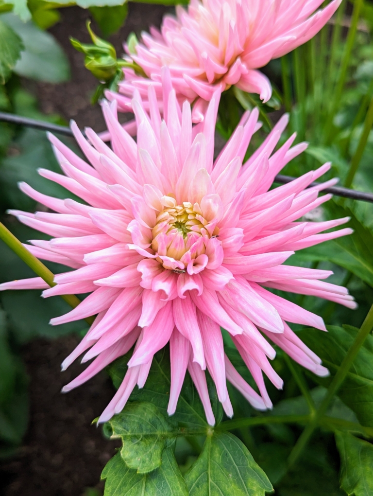 The Martha Stewart Blog : Blog Archive The First Dahlias of the Season ...