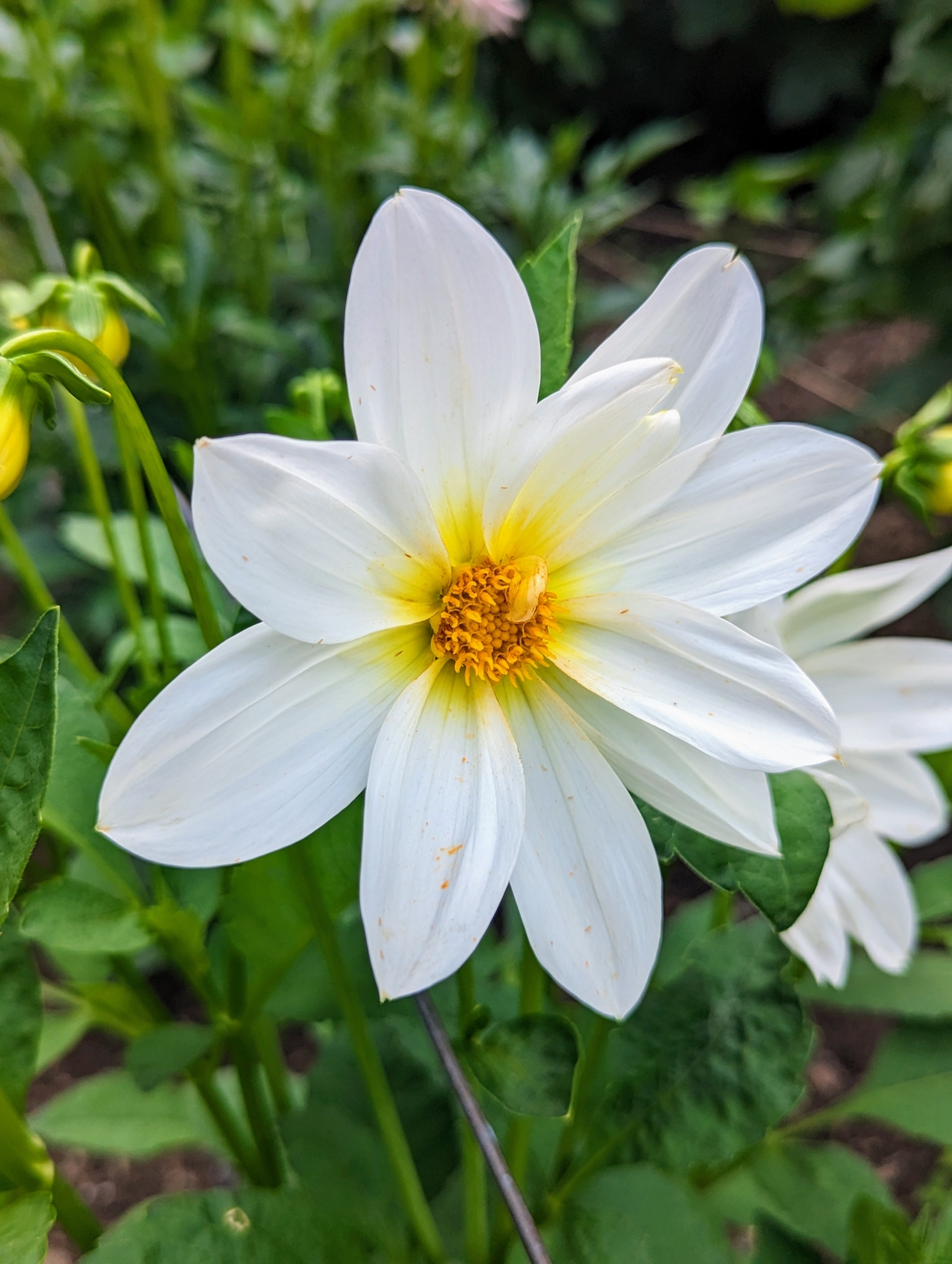 The Martha Stewart Blog : Blog Archive The First Dahlias of the Season ...