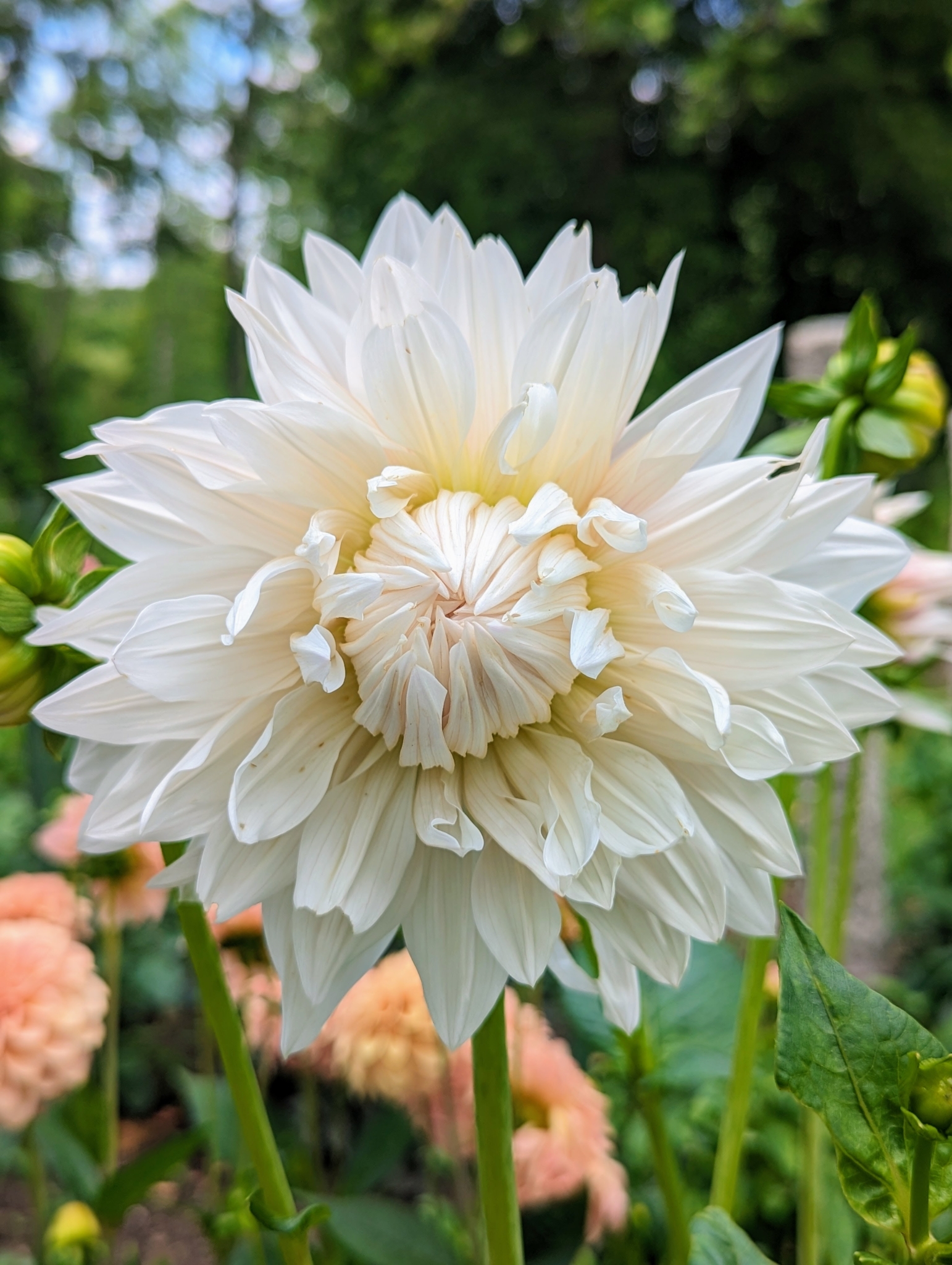 The Martha Stewart Blog : Blog Archive The First Dahlias of the Season ...