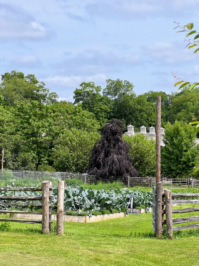 Photos of My Vegetable Garden Taken by Kevin Sharkey - The Martha ...