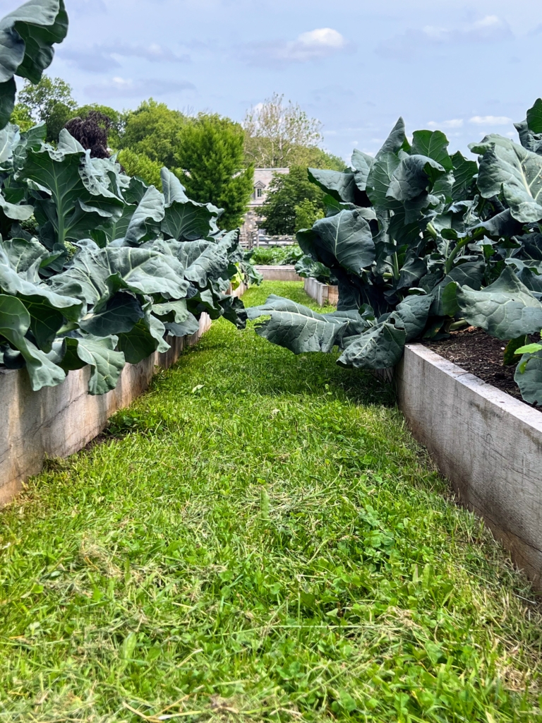Photos of My Vegetable Garden Taken by Kevin Sharkey - The Martha ...
