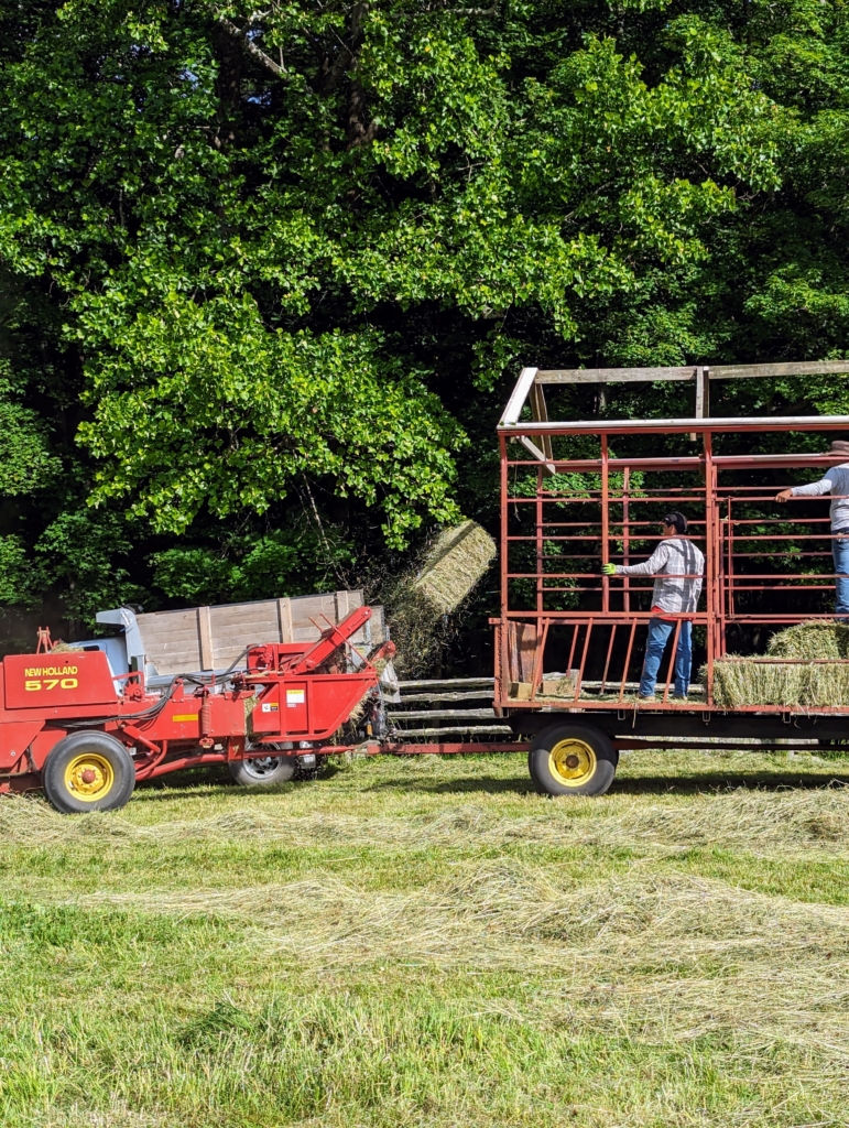 Our First Cut of Hay 2023 - The Martha Stewart Blog