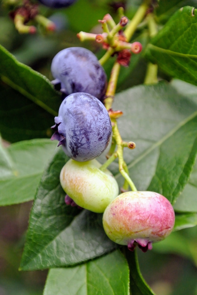 Picking Blueberries and Currants at My Farm - The Martha Stewart Blog