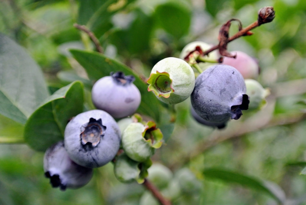 Picking Blueberries and Currants at My Farm - The Martha Stewart Blog