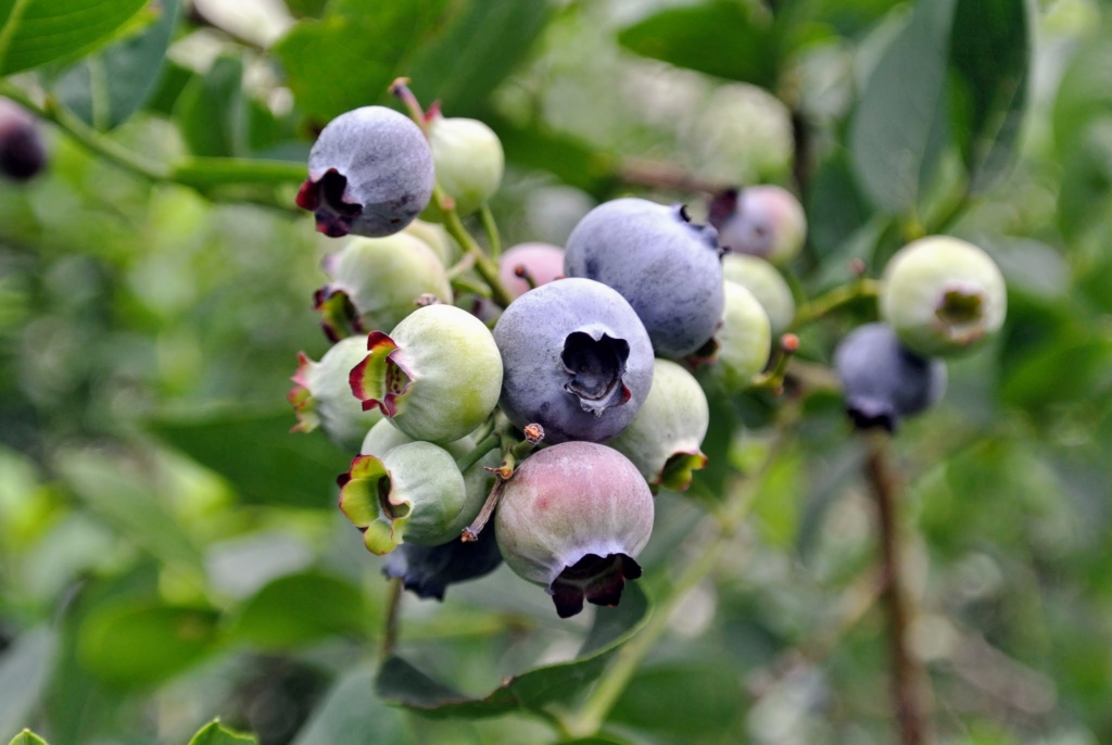 Picking Blueberries and Currants at My Farm - The Martha Stewart Blog