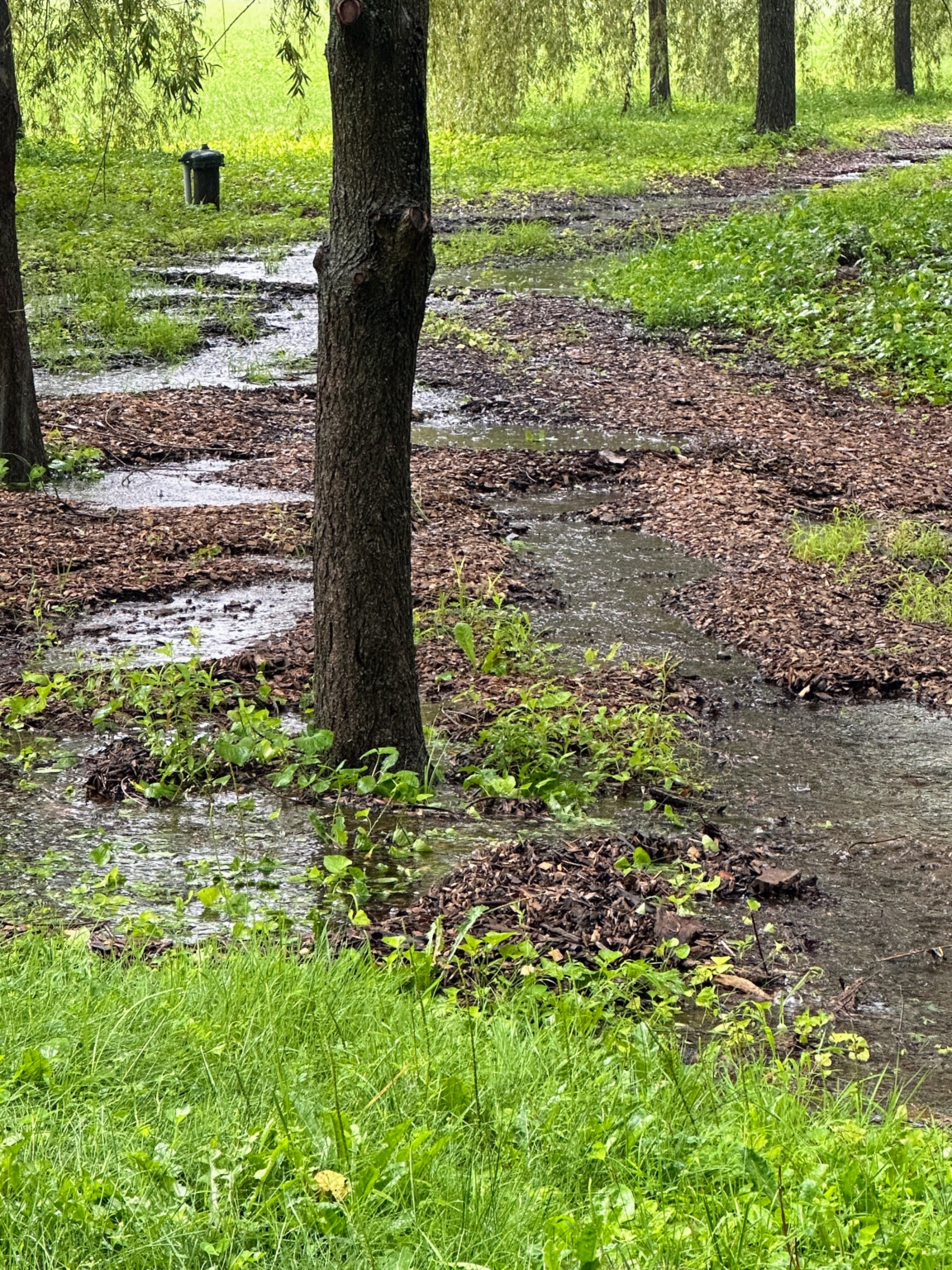Cleaning Up a Fallen Tree - The Martha Stewart Blog