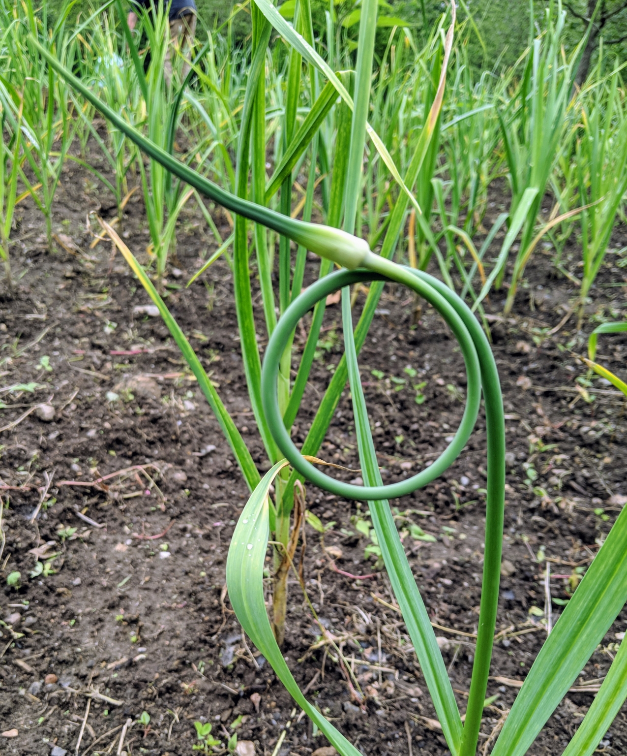 Picking Garlic at the Farm - The Martha Stewart Blog