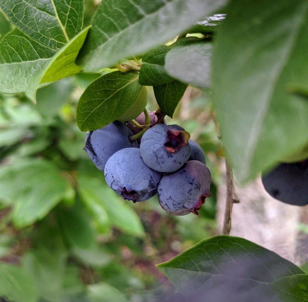 Picking Blueberries and Currants at My Farm - The Martha Stewart Blog