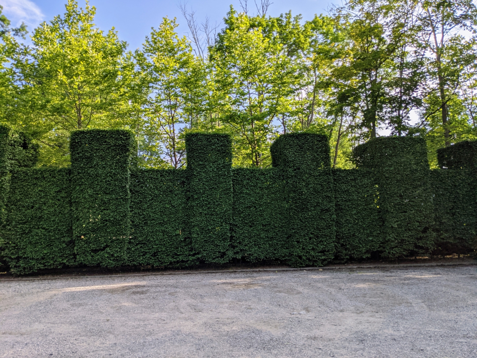 Pruning and Grooming My Hornbeam Hedges - The Martha Stewart Blog