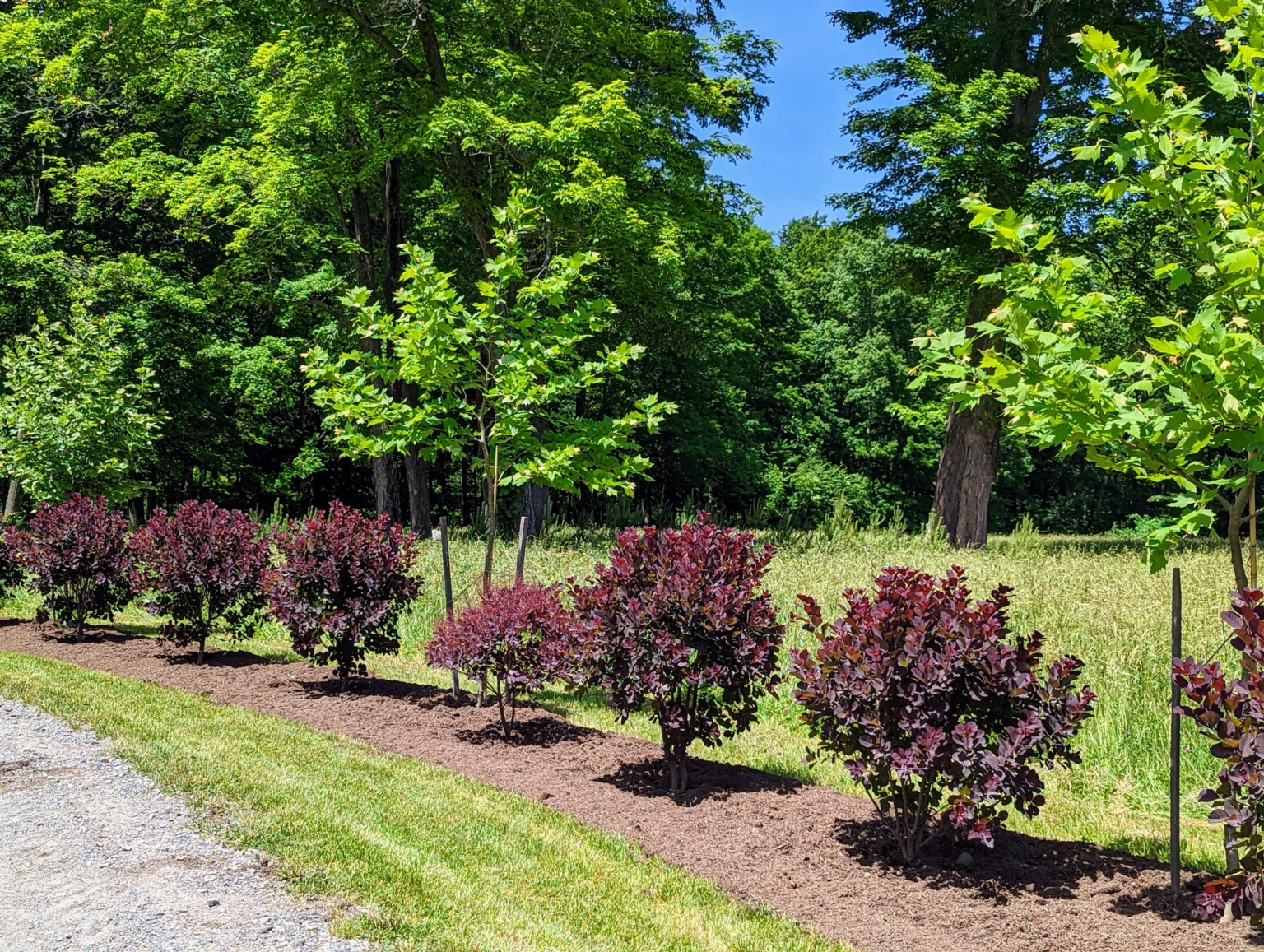 Planting Cotinus from Monrovia - The Martha Stewart Blog