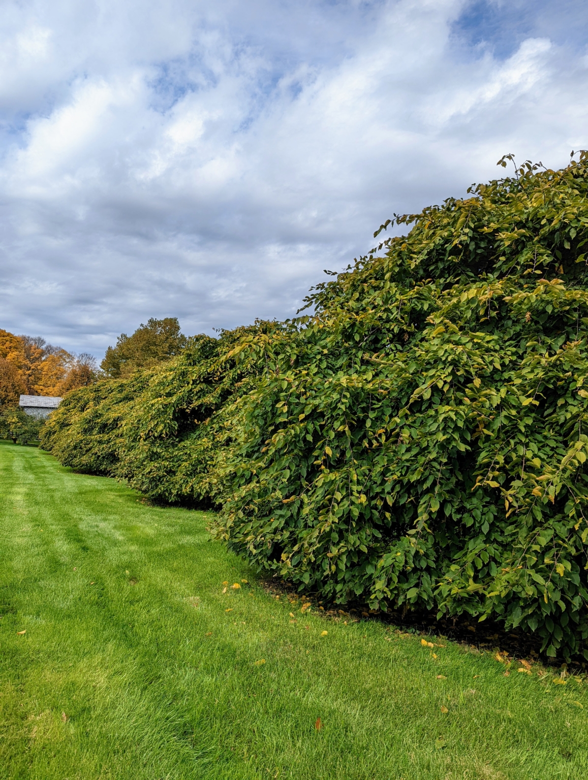 Grooming My Weeping Hornbeams - The Martha Stewart Blog