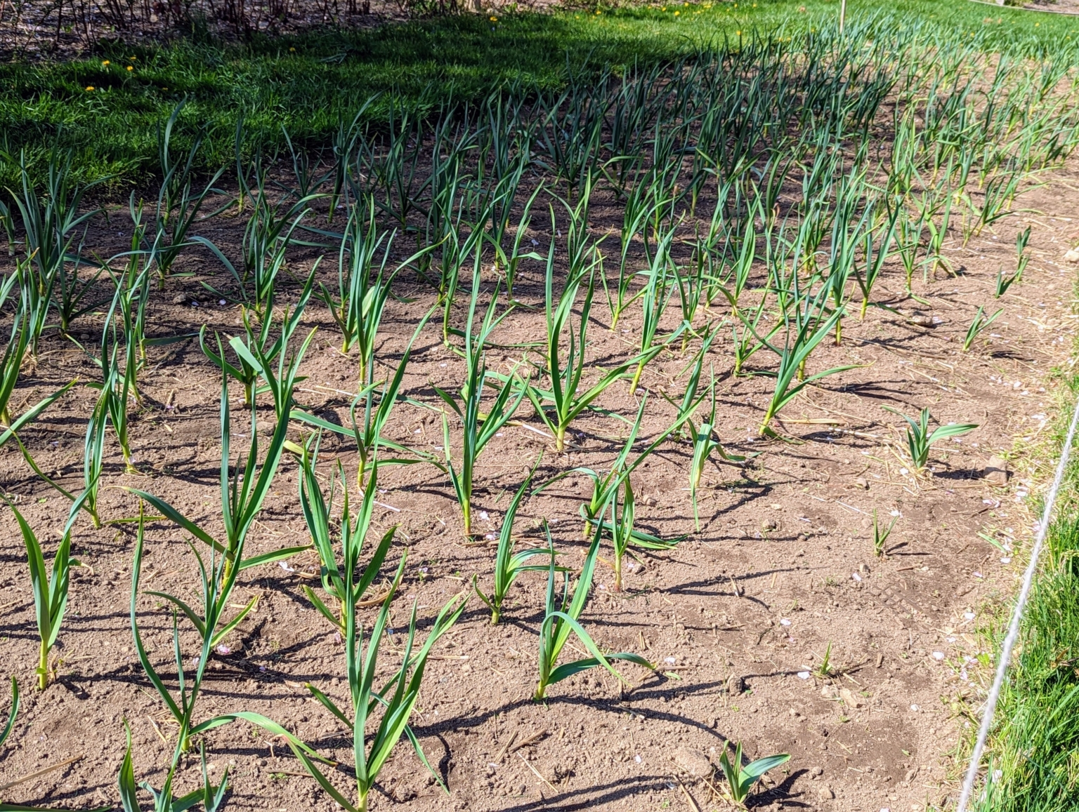 Picking Garlic at the Farm - The Martha Stewart Blog