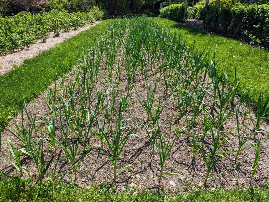 Picking Garlic at the Farm - The Martha Stewart Blog