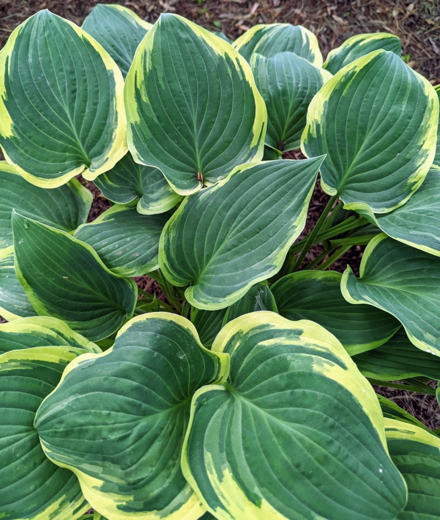 Planting Hostas in a Shade Garden - The Martha Stewart Blog