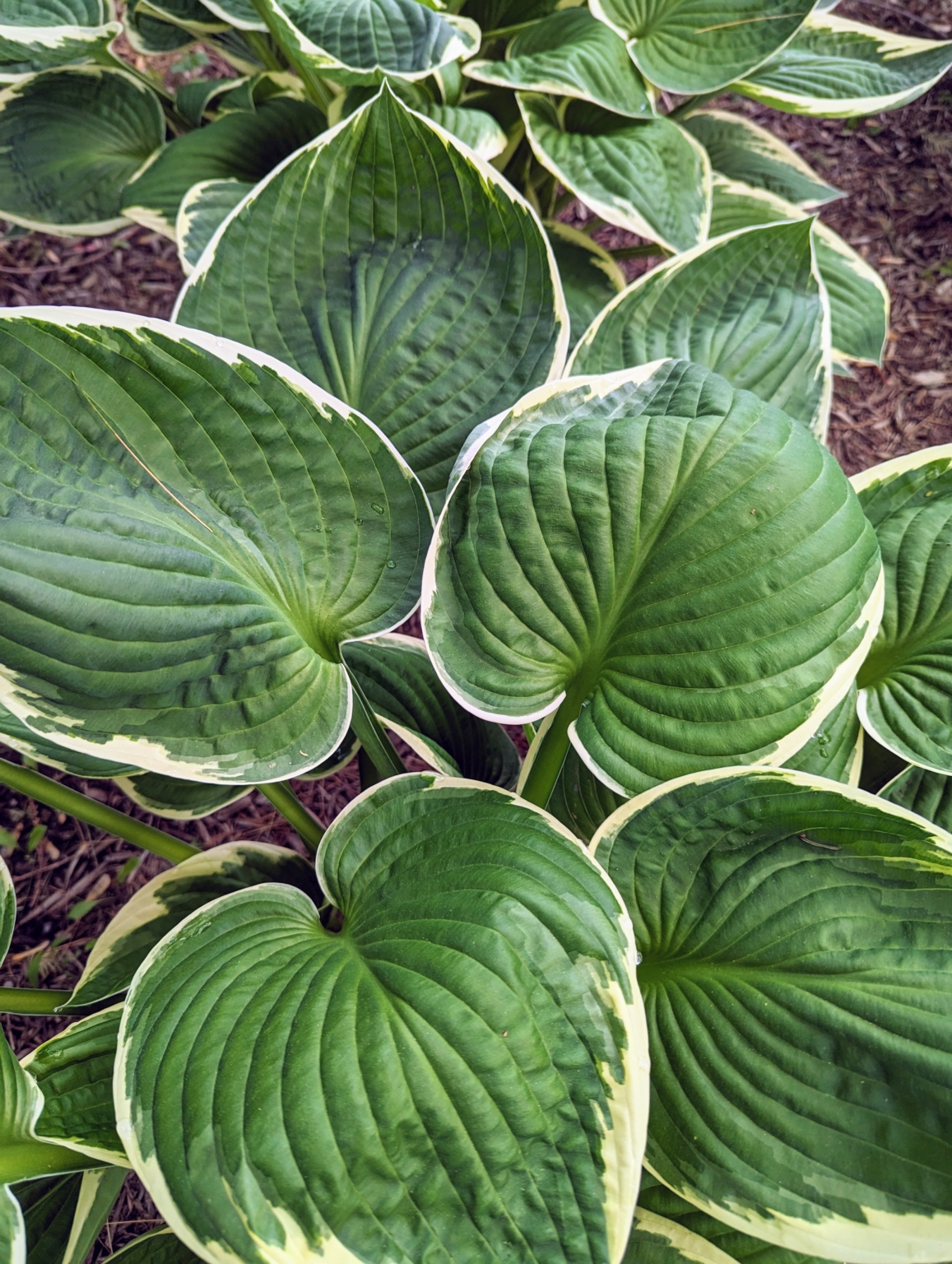 Planting Hostas in a Shade Garden - The Martha Stewart Blog