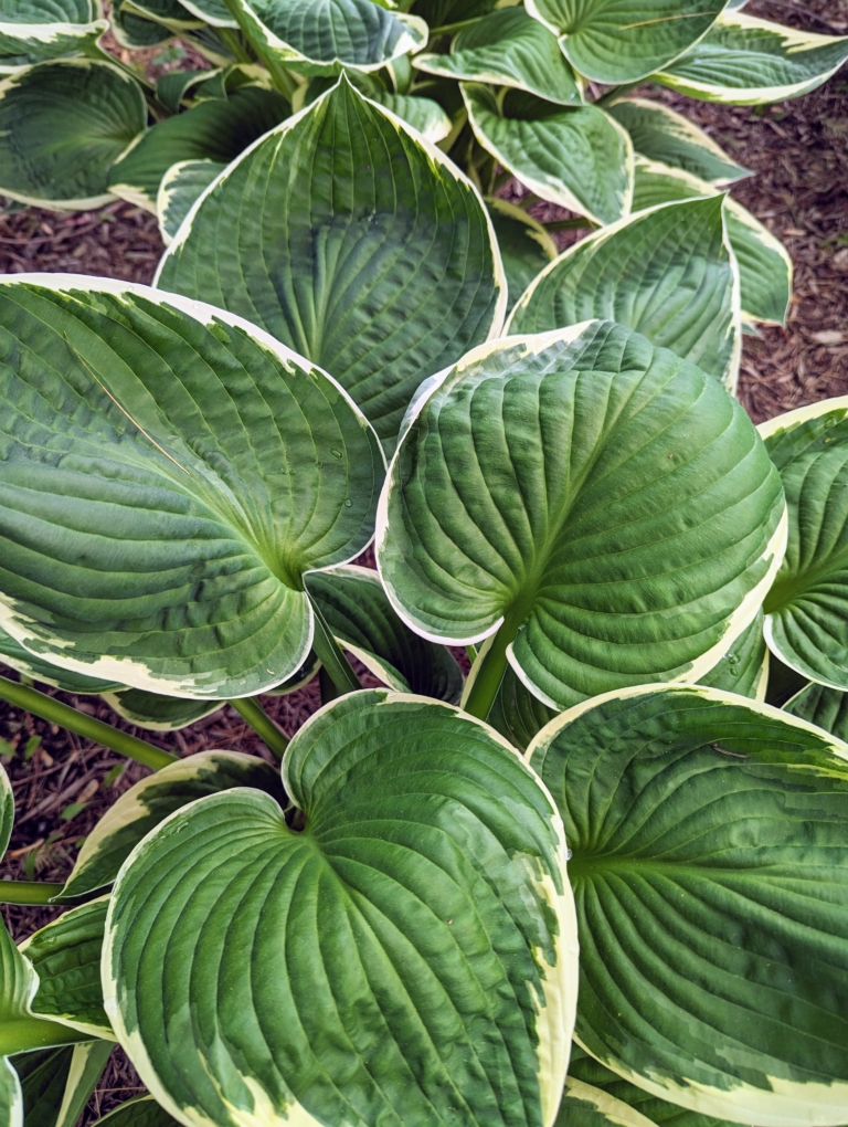 Planting Hostas in a Shade Garden - The Martha Stewart Blog