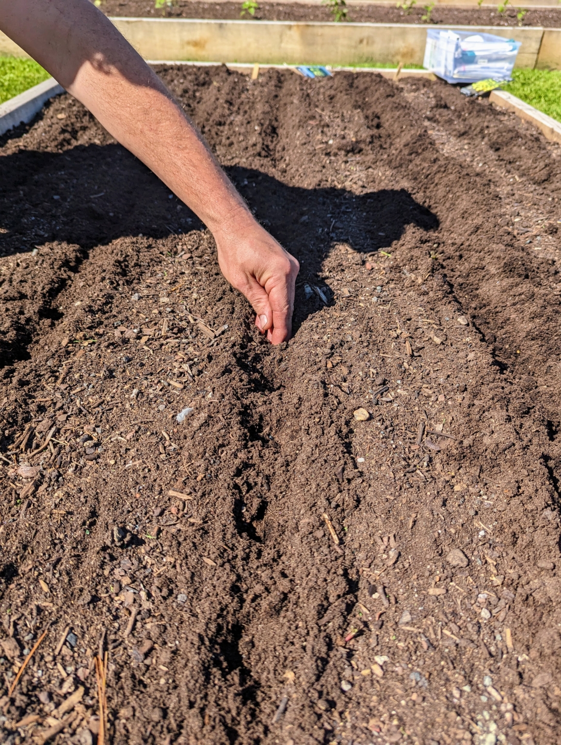 Succession Planting in My New Vegetable Garden - The Martha Stewart Blog