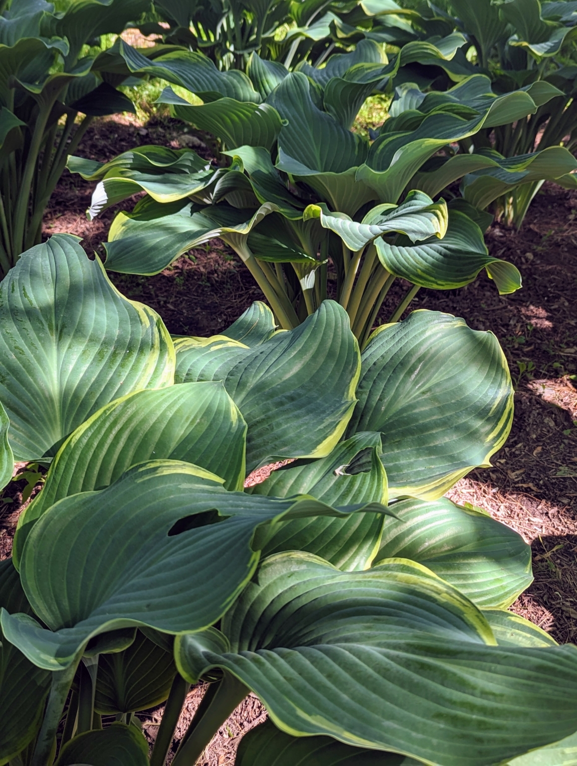 Planting Hostas in a Shade Garden - The Martha Stewart Blog