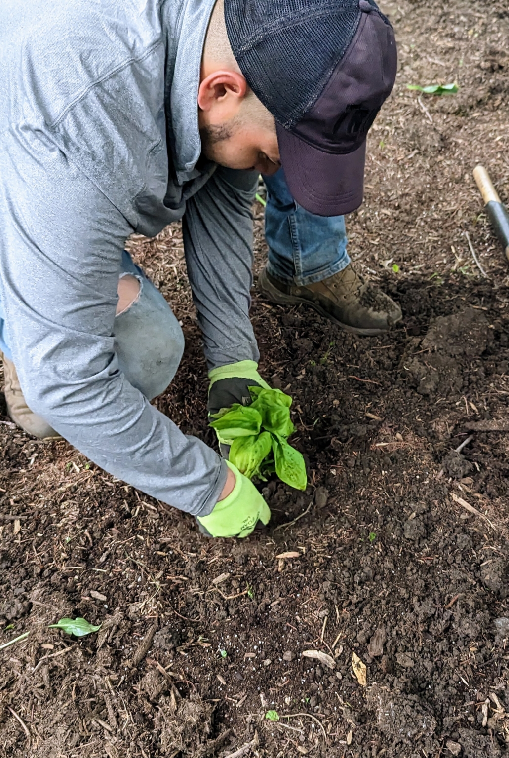 Planting Hostas in a Shade Garden - The Martha Stewart Blog