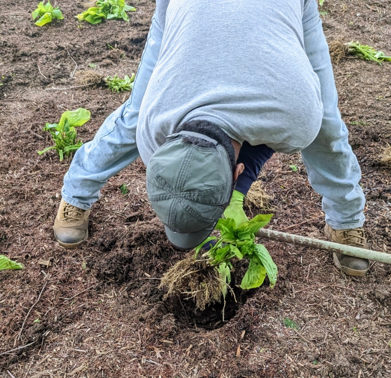 Planting Hostas in a Shade Garden - The Martha Stewart Blog