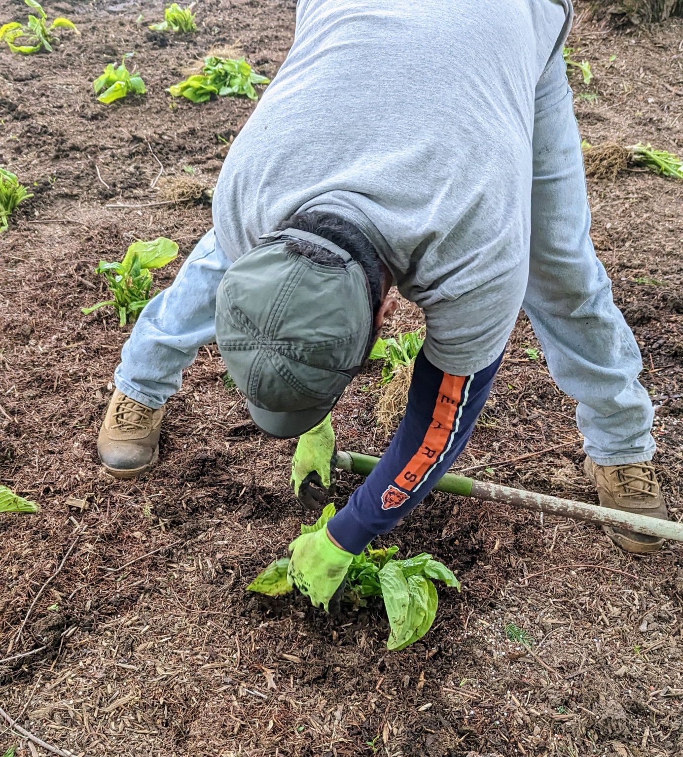Planting Hostas in a Shade Garden - The Martha Stewart Blog