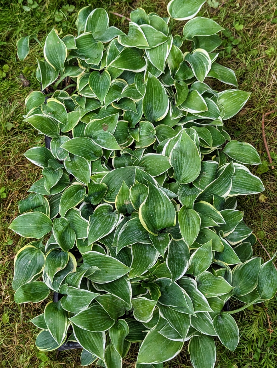 Planting Hostas in a Shade Garden - The Martha Stewart Blog