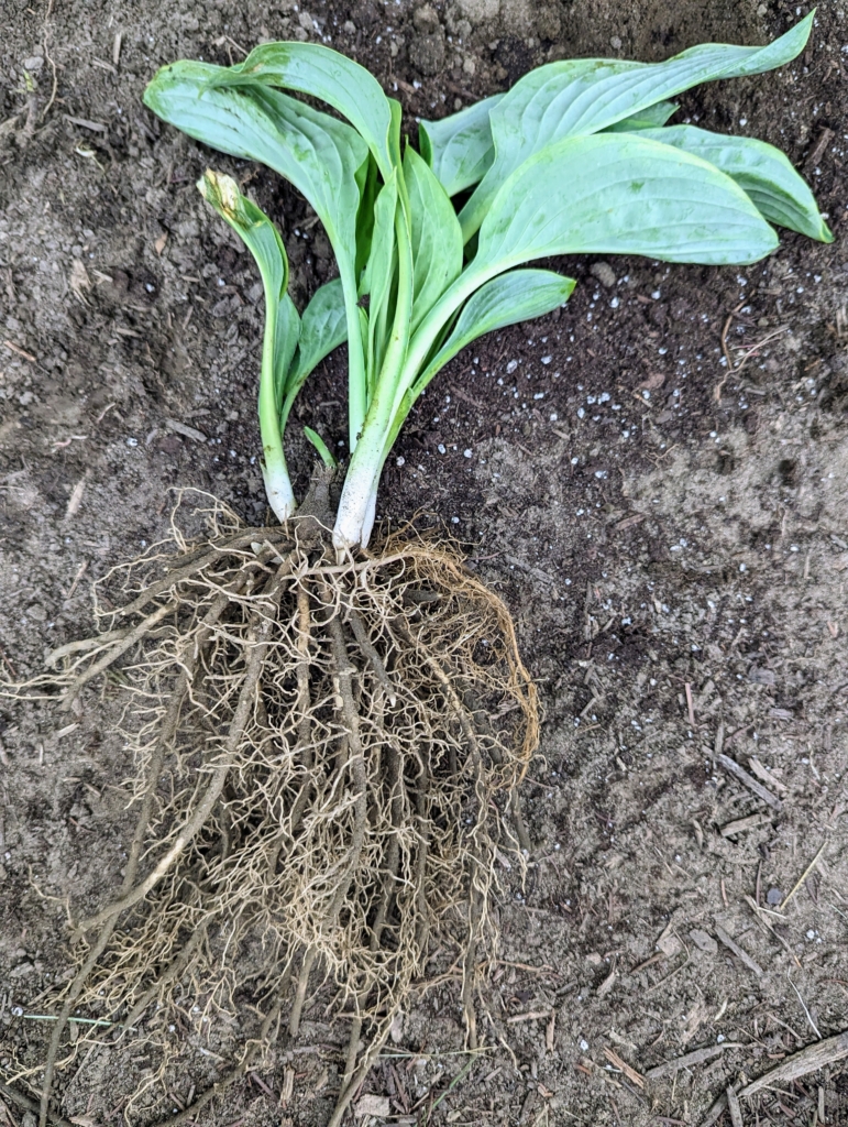 Planting Hostas in a Shade Garden - The Martha Stewart Blog