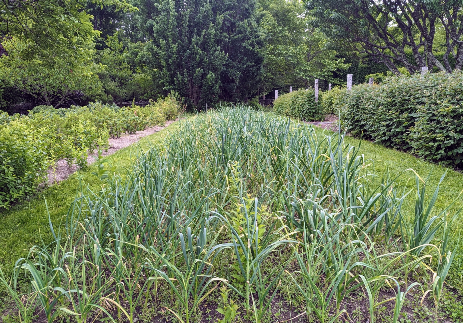 Picking Garlic at the Farm - The Martha Stewart Blog