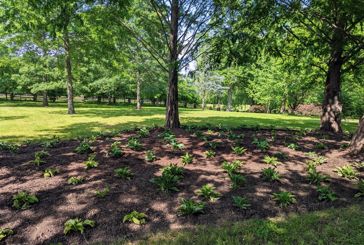 Planting Hostas in a Shade Garden - The Martha Stewart Blog