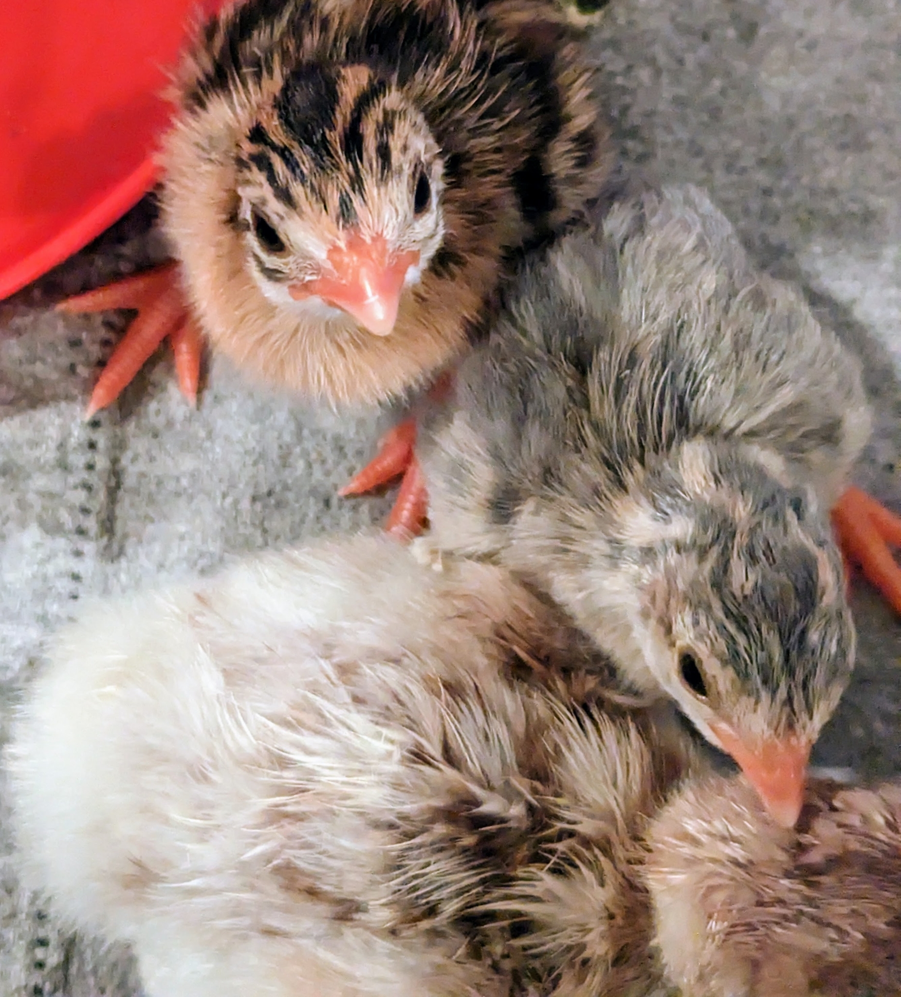 Baby Chickens, Baby Guinea Fowl, Baby Peafowl, and Baby Turkeys - The ...