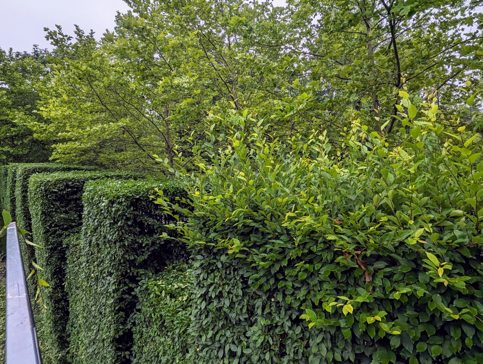 Pruning and Grooming My Hornbeam Hedges - The Martha Stewart Blog