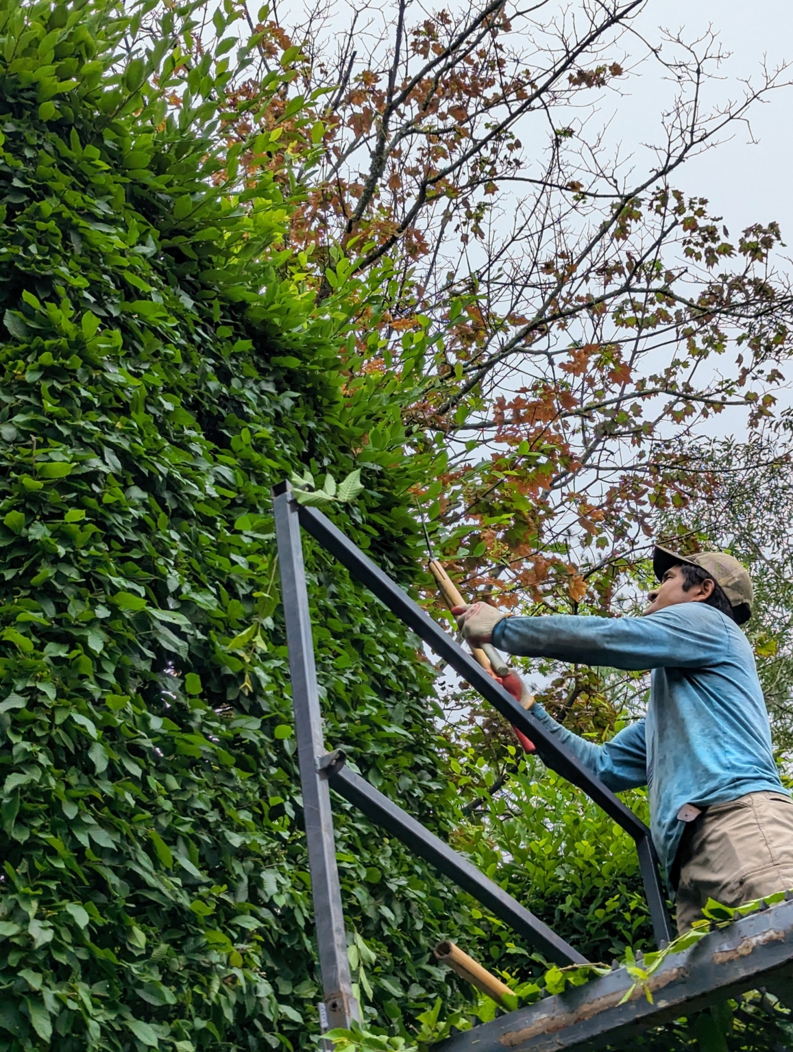 Pruning and Grooming My Hornbeam Hedges - The Martha Stewart Blog