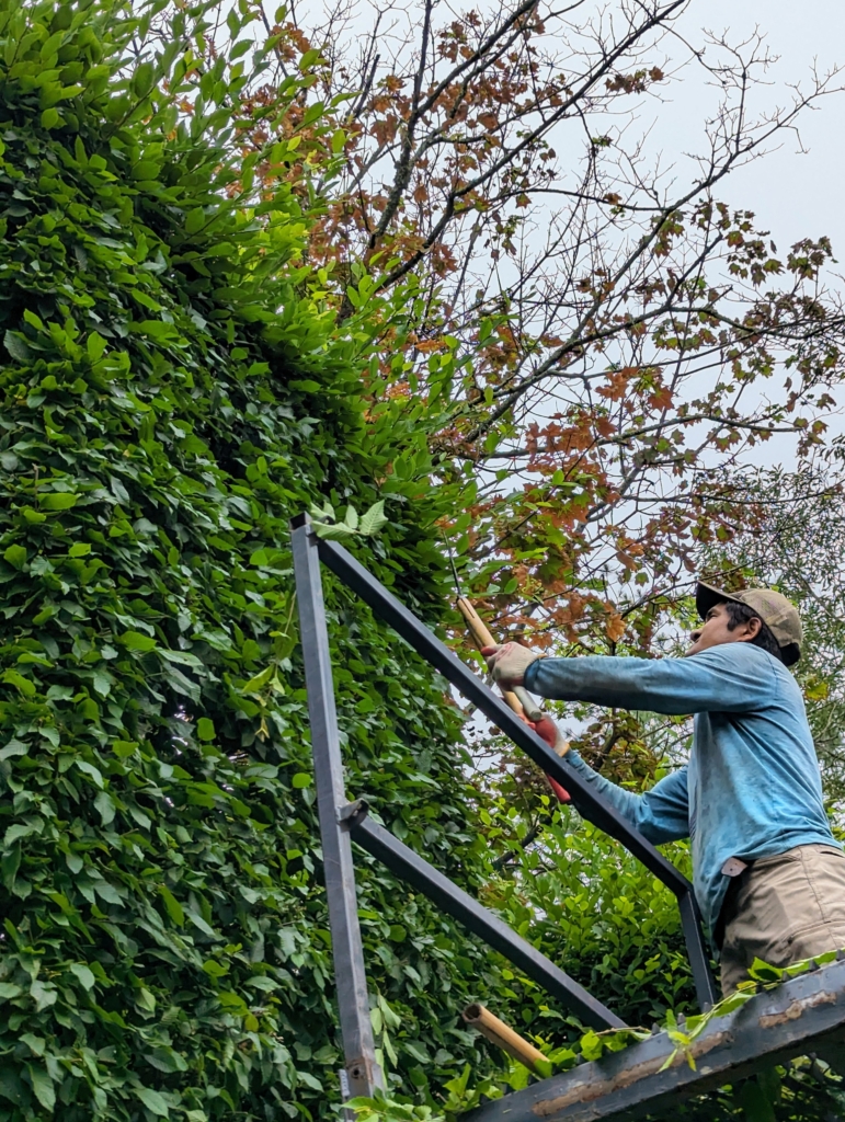 Pruning and Grooming My Hornbeam Hedges - The Martha Stewart Blog